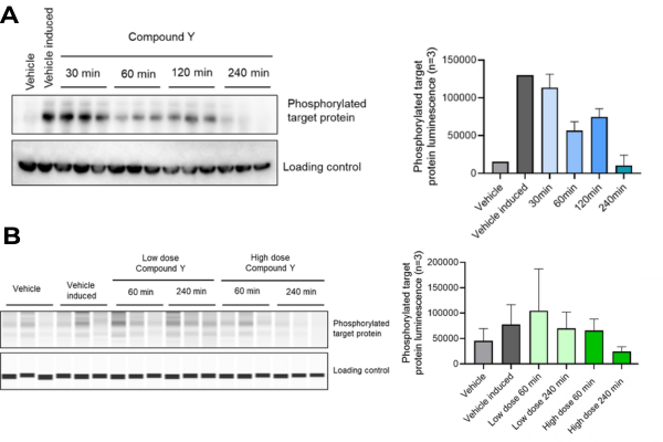 Western blotting and Jess - Advancing therapeutic research with protein ...